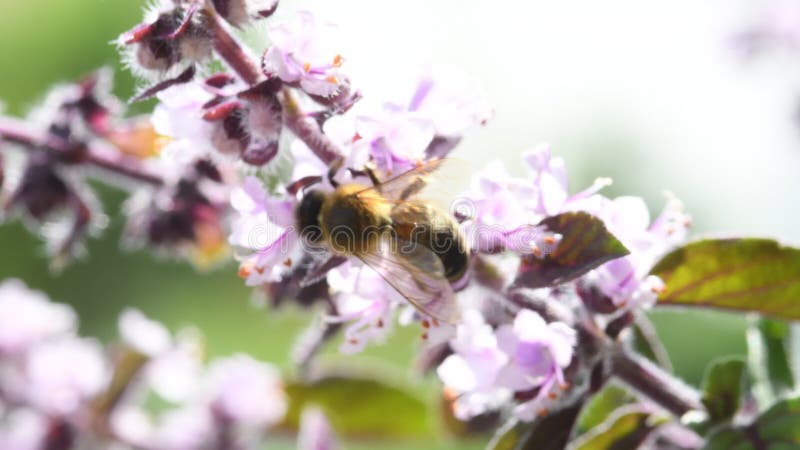 African Blue Basil, Spice and Medicinal Herb with Flower Stock Video ...