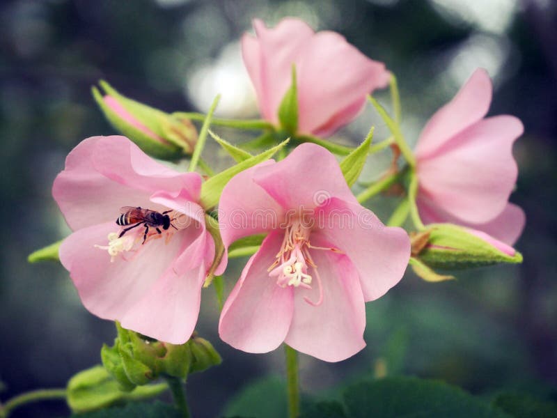 Bee in Flower Bee Amazing,honey Bee Pollinated of Pink Flower Stock ...