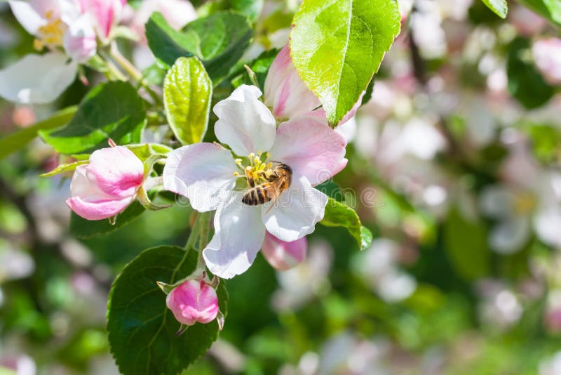Bee on a Flower Apple Trees Stock Photo - Image of honeybee, apple ...