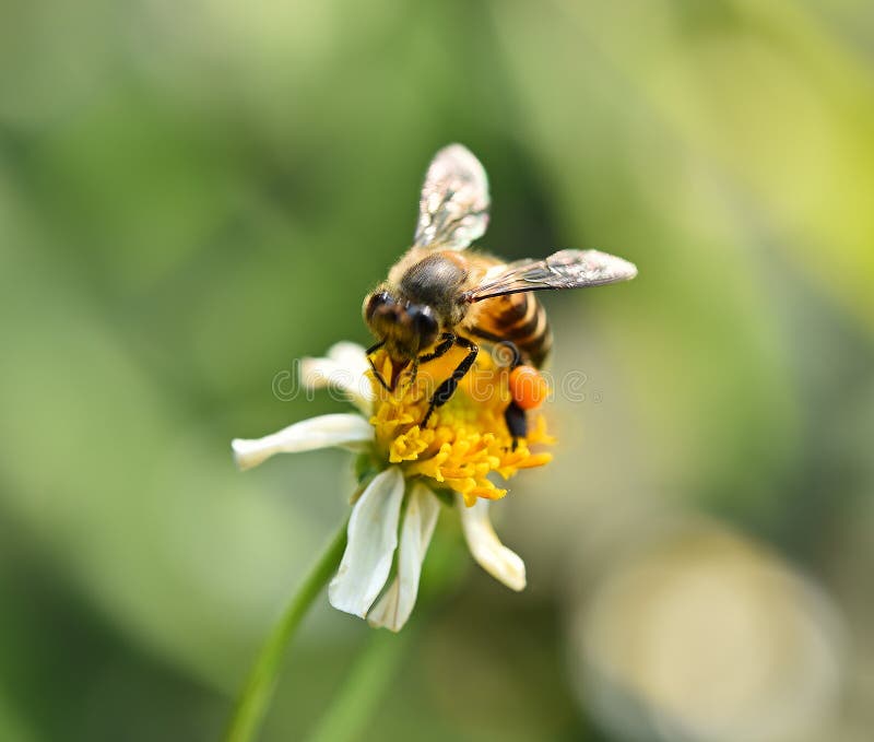 Bee on Flower Background Blur Stock Image - Image of macro, color ...