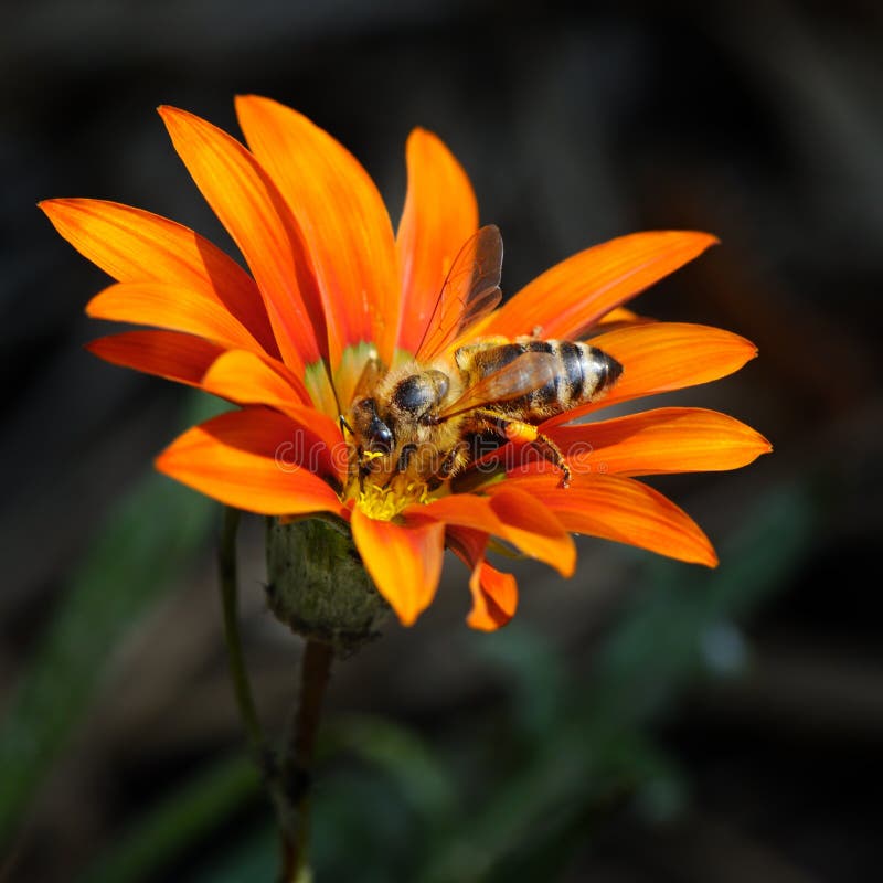 Bee on a flower stock image. Image of flora, grass, food - 46666111