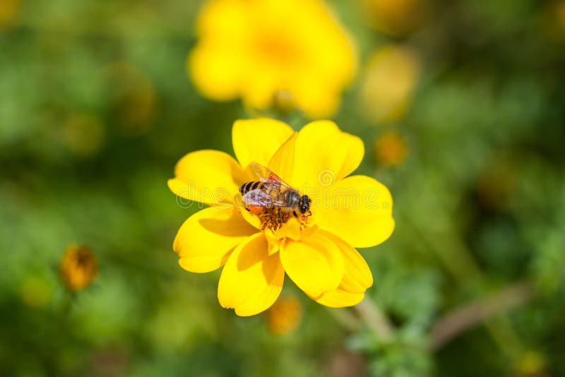 Bee on the Flower, Bee Busy Drinking Nectar from the Flower, Sweet ...
