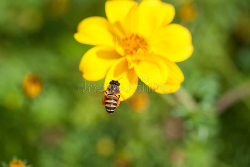 Bee on the Flower, Bee Busy Drinking Nectar from the Flower, Sweet ...