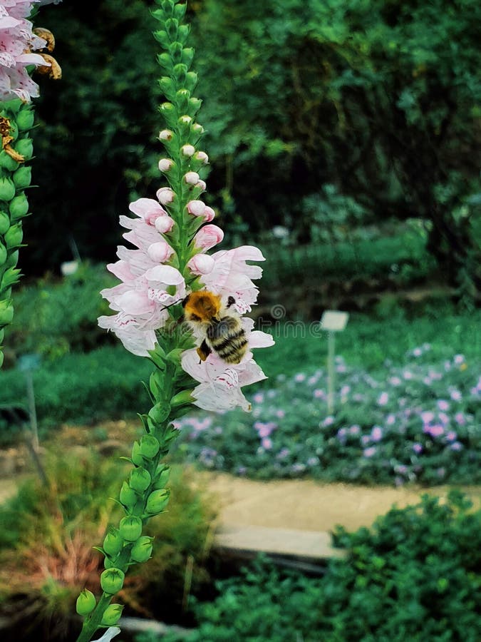 A Bee on the Flower, Botanical Garden, Paris Stock Photo - Image of ...