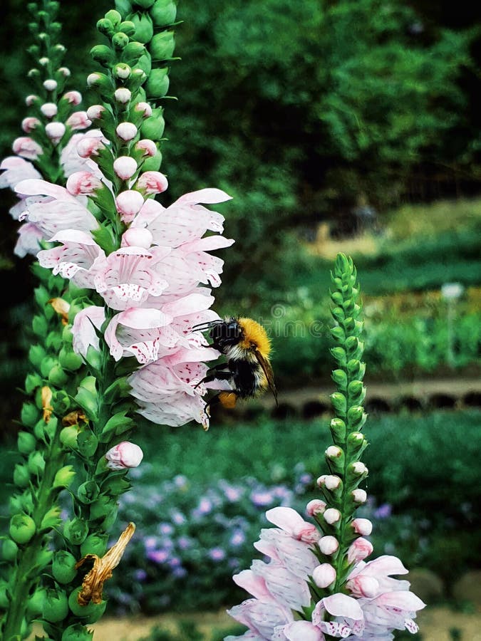 A Bee on the Flower, Botanical Garden, Paris Stock Photo - Image of ...
