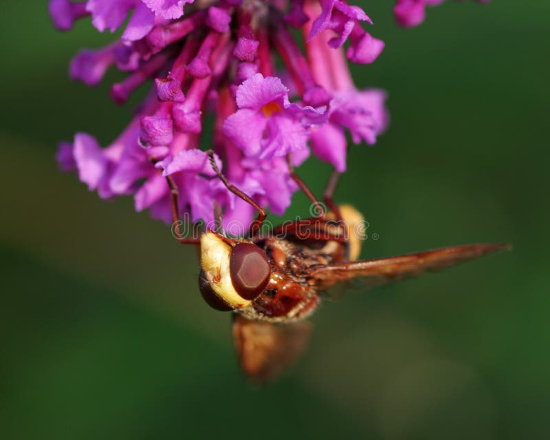 Bee on Flower Buddleja Davidii Stock Image - Image of pattern, nice ...