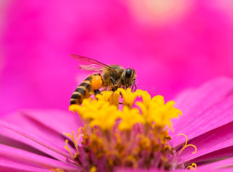 Bee on flower. stock image. Image of flower, background - 33057075