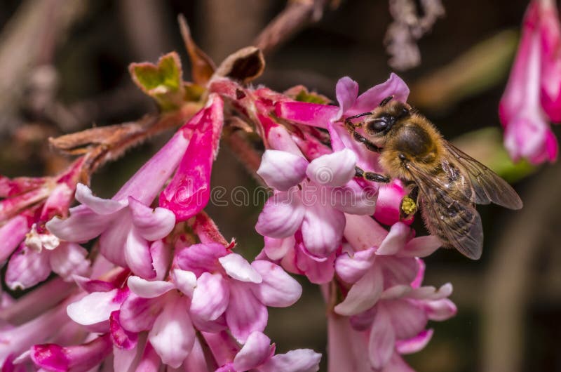 Bee and flower stock photo. Image of outdoor, garden - 68223864