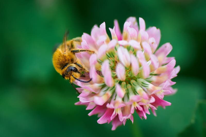 Bee on flower of clover stock photo. Image of summer - 247586578