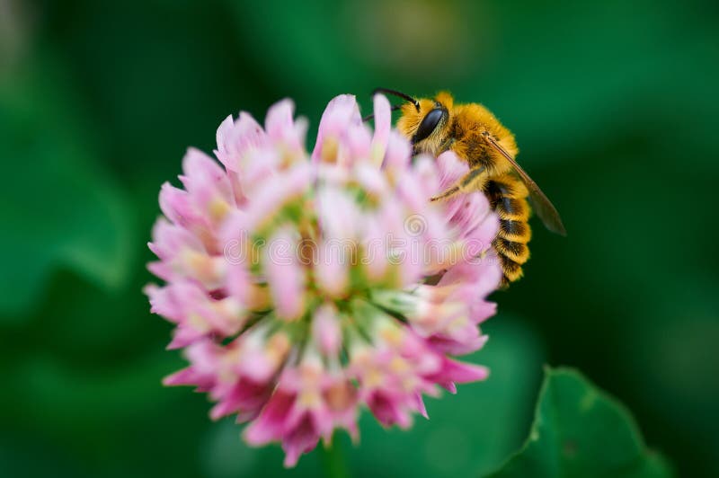 Bee on flower of clover stock image. Image of flowers - 247586585