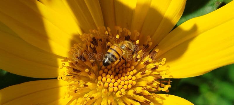 Bee on Flower Collecting Pollen Stock Image - Image of flower, nature ...