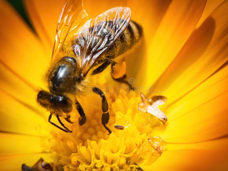 Bee on Flower Collecting Pollen Stock Photo - Image of plant, orange ...