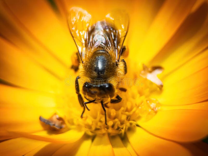 Bee on Flower Collecting Pollen Stock Image - Image of animal, bloom ...