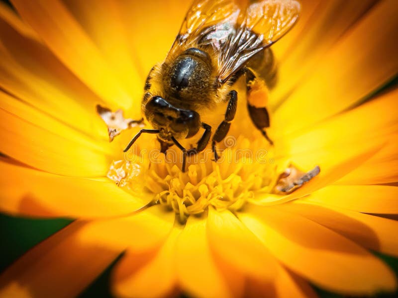Bee on Flower Collecting Pollen Stock Image - Image of wild, white ...
