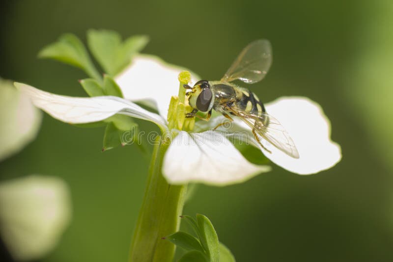 Bee in flower (Diptera) stock image. Image of flower - 46256191