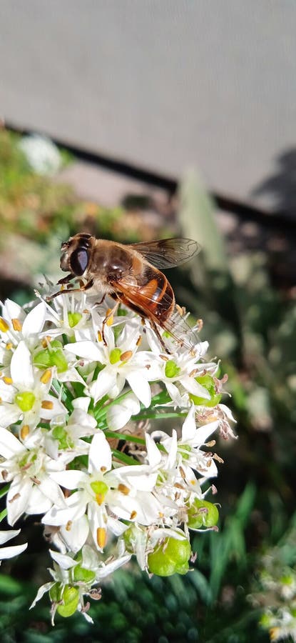 Nictar Stock Photos - Free & Royalty-Free Stock Photos from Dreamstime