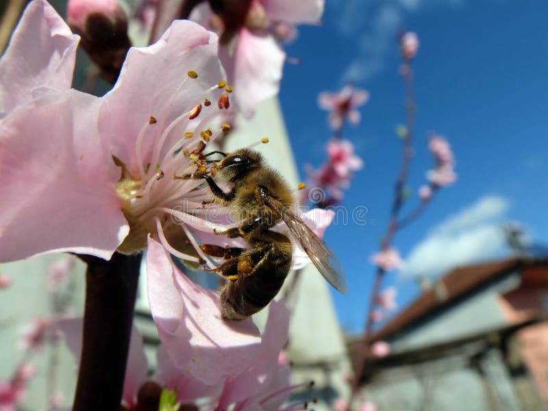 Bee on flower stock image. Image of plant, floral, decoration - 68258421
