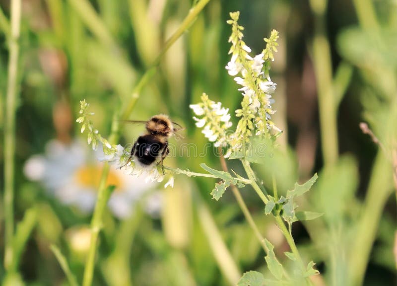 Bee on a flower field stock photo. Image of flower, blossom - 152453766