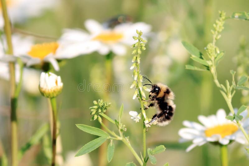 Bee on a flower field stock image. Image of honey, bright - 152453785