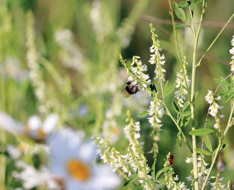 Bee on a flower field stock image. Image of field, close - 152453717