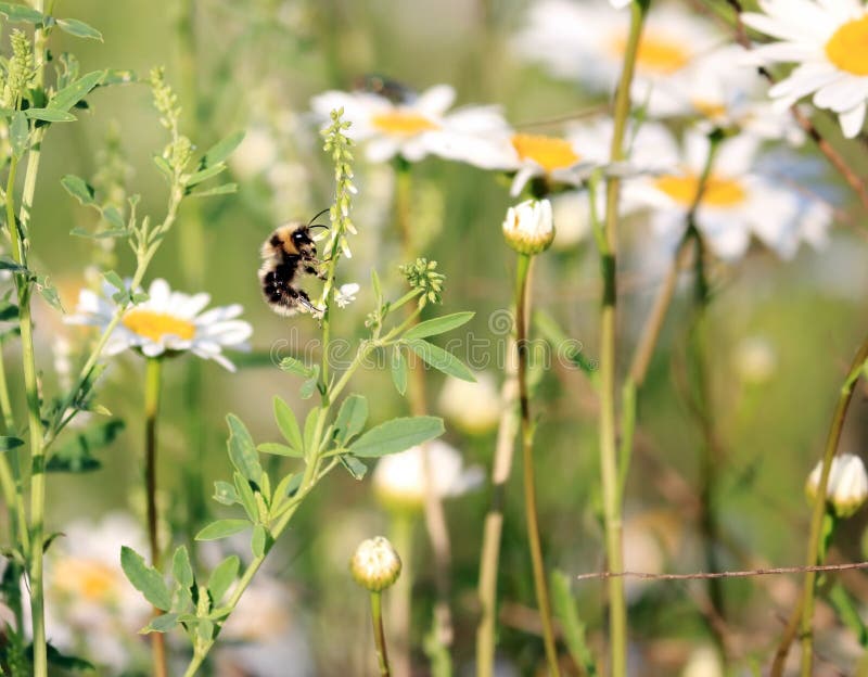Bee on a flower field stock image. Image of leaf, grass - 152453731