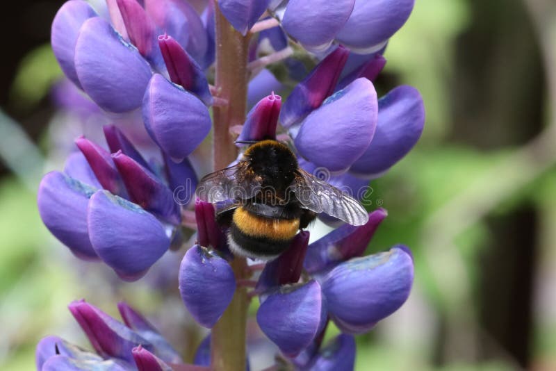 Bee, Flower, Flora, Honey Bee Picture. Image: 136625487