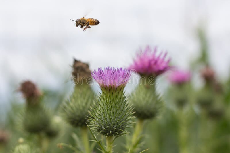 Bee on flower stock photo. Image of closeup, natural - 43181098