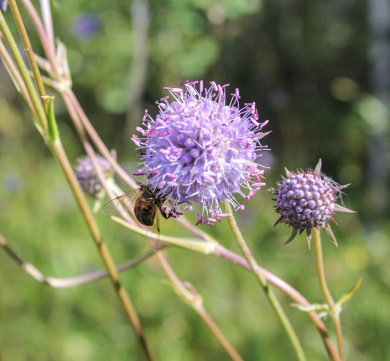 Bee on flower forest. stock image. Image of green, outdoors - 75596329