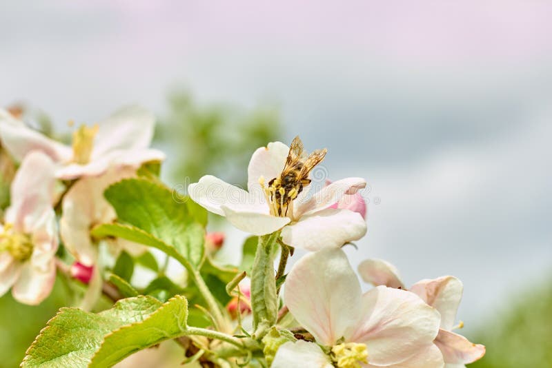 A Bee on the Flower of a Fruit Tree Stock Image - Image of colours ...