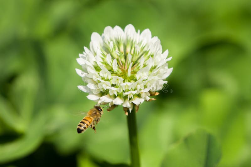 Bee and Flower. stock photo. Image of beautiful, nature - 90562020