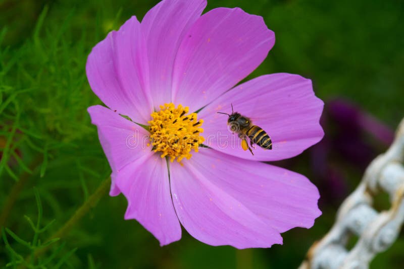 Bee on the flower stock photo. Image of petal, country - 50725182