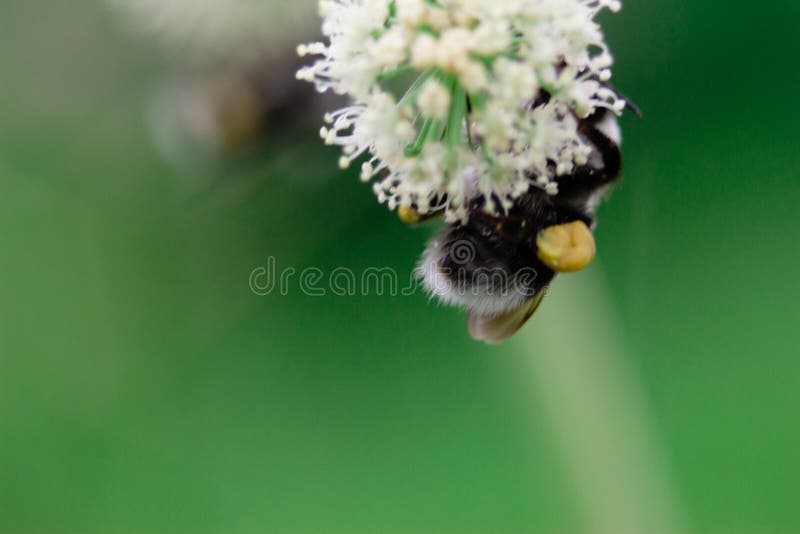 Bumblebee on a White Flower Hiding from the Rain Macro the Top Stock ...