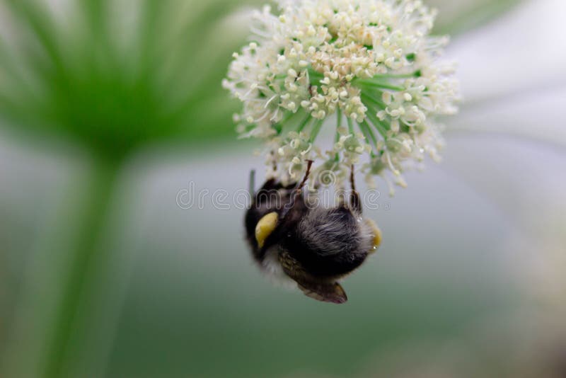 Bumblebee on a White Flower Hiding from the Rain Macro the Top Stock ...
