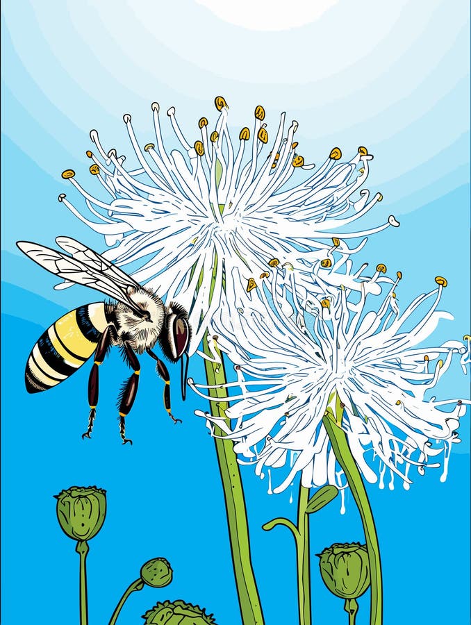 A Bee on a Flower - Honey Bee on a Blue Flower Pollinating Stock Vector ...