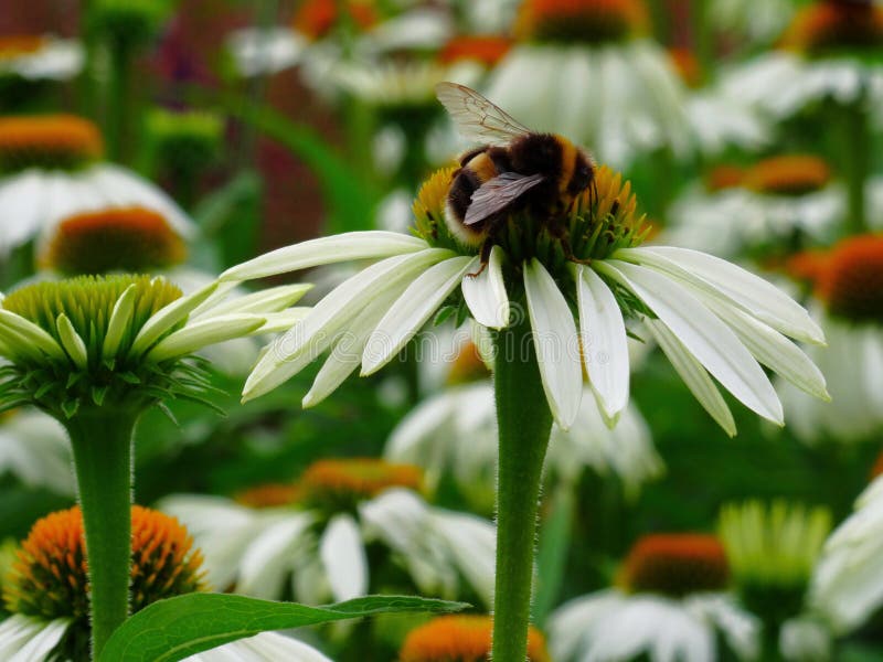 Bee, Flower, Honey Bee, Flora Picture. Image: 113372531