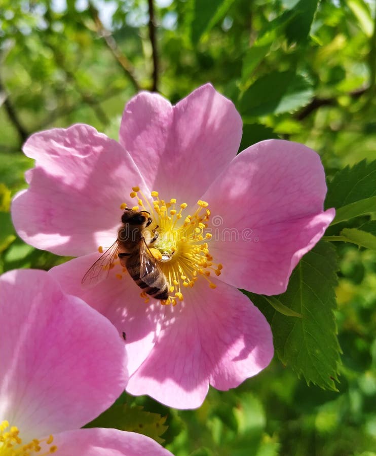 Bee on a Pink Rose Hip Flower. Rose Hip Color. Honey Bee, Wildlife.a ...