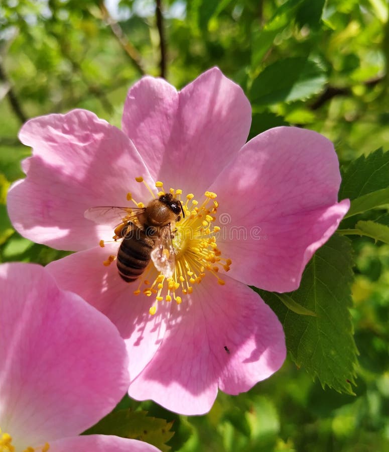Bee on a Pink Rose Hip Flower. Bee on a Rose Hip Flower. Canker-bloom a ...