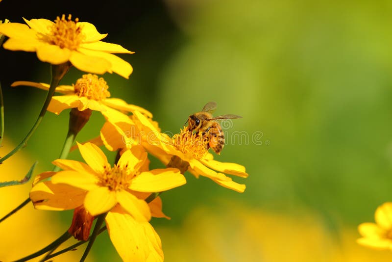 Bees Flying Around Flowers stock photo. Image of white - 5722692