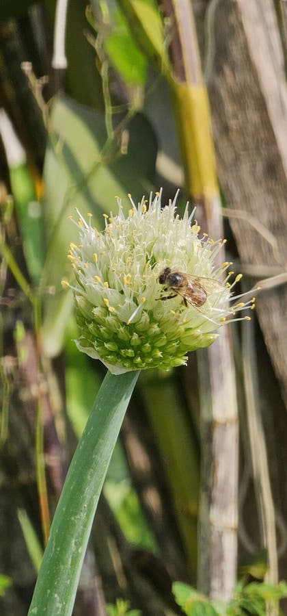 The bee and the flower stock photo. Image of flower - 352731200