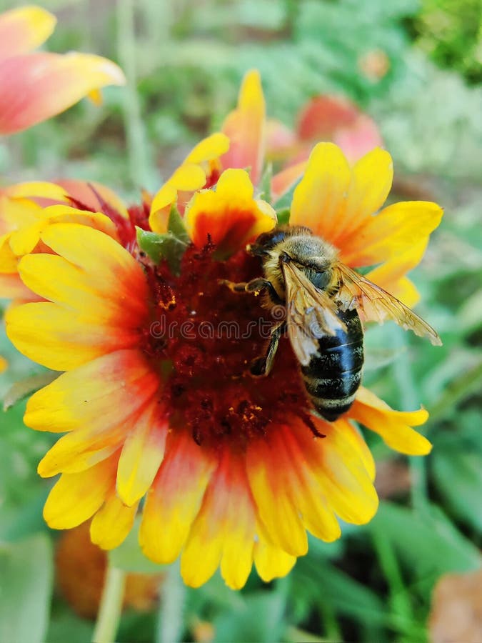Bee on Flower - Insects in the Garden Stock Image - Image of green ...
