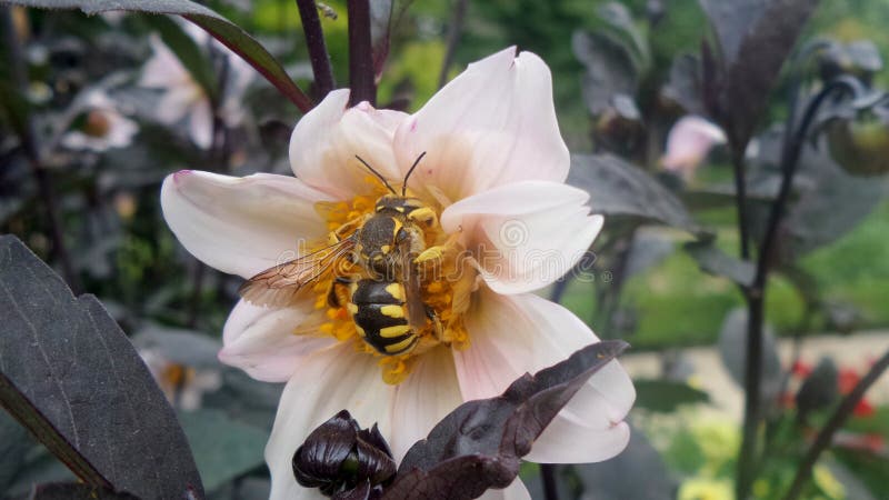 Bee on the flower stock photo. Image of garden, flower - 94324938
