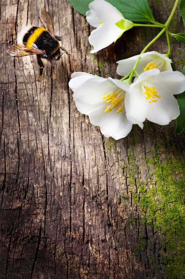 Bee and Flower Jasmine on Old Wood Background Stock Image - Image of ...