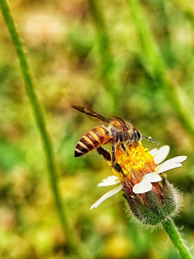 Bee and Flower Known As Gletang the Beautiful Grass Stock Photo - Image ...
