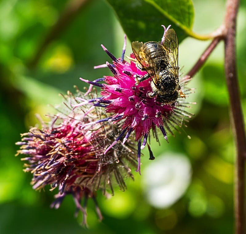 Bee on flower landscape stock photo. Image of burdock - 175594578