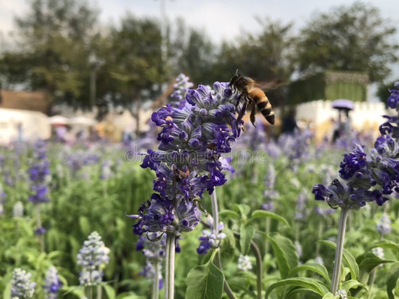 Bee and flower stock photo. Image of nature, flower - 113345342
