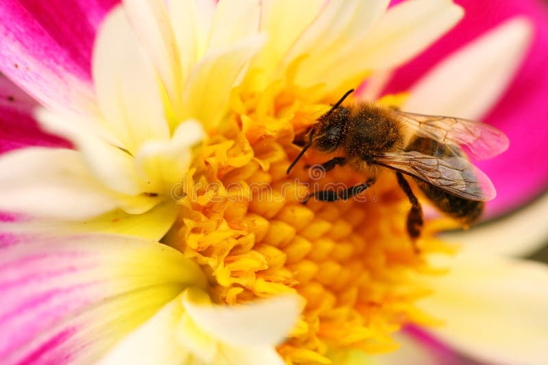 Bee on flower macro stock photo. Image of selected, head - 6341252