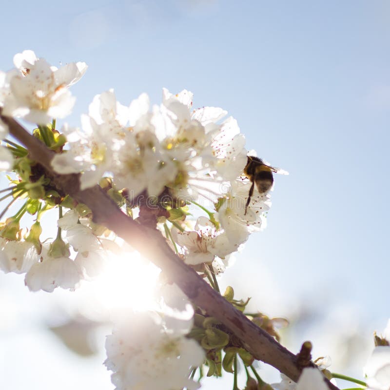 Bee on a flower stock image. Image of closeup, flower - 177010331