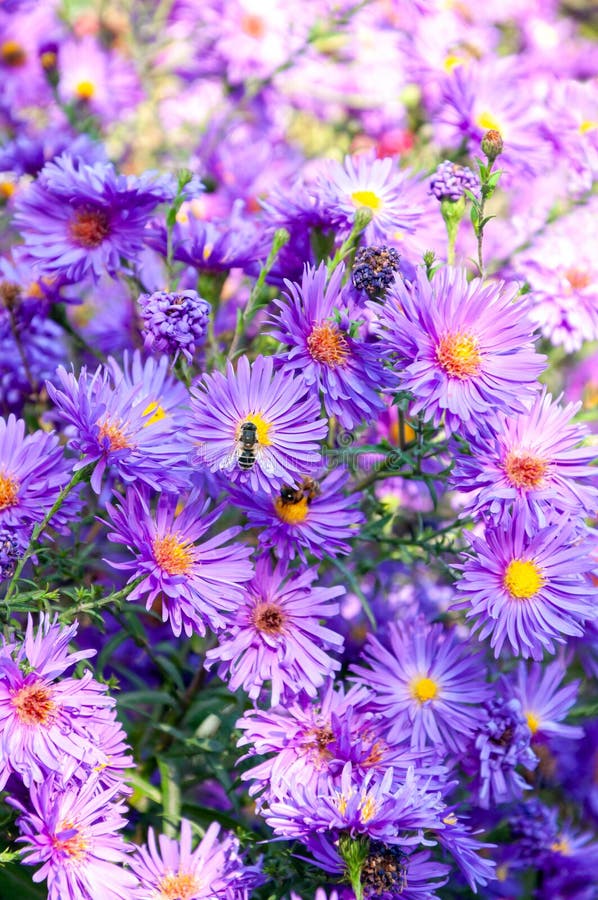 Bee on the Flower of Novi-belgii Aster Stock Image - Image of sunlight ...