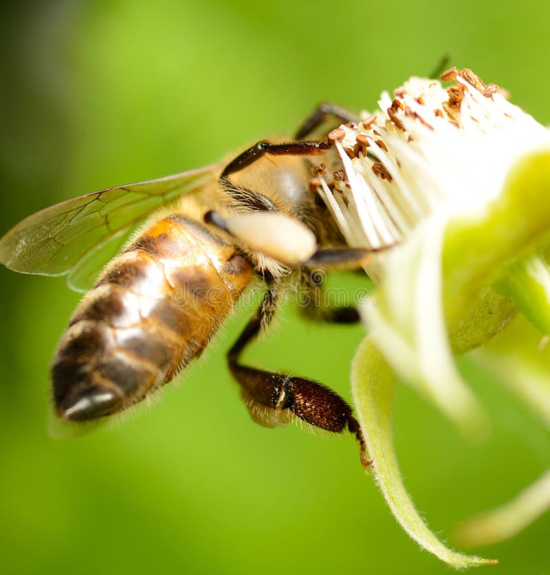Bee on flower of raspberry stock image. Image of garden - 31437457