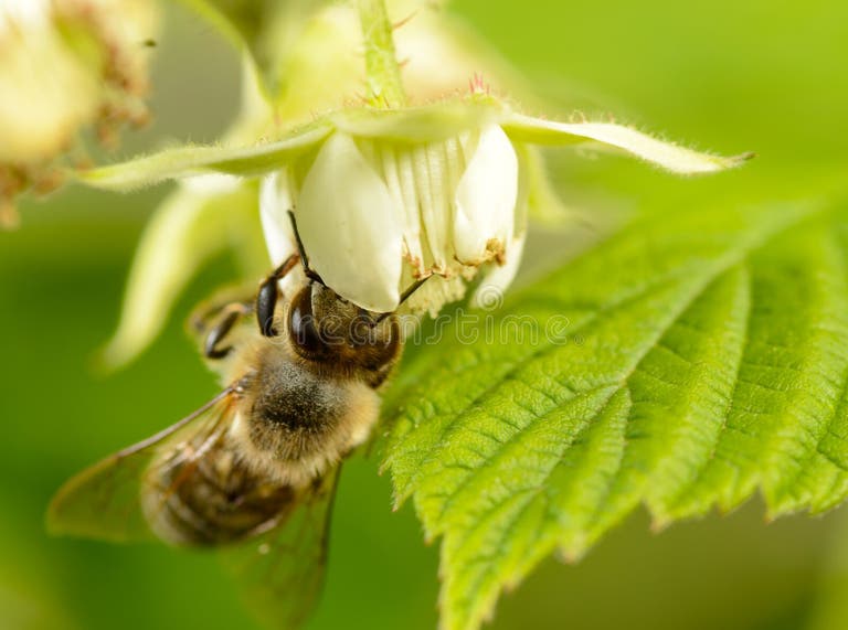 Bee on flower of raspberry stock image. Image of antenna - 31437461